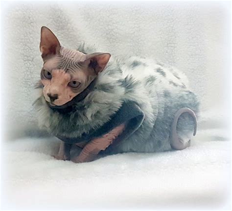 Sphynx Cat With Fur