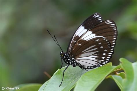 Butterflies Of Singapore Polymorphism In Butterflies