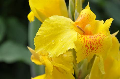 Crying Flower Gorgeous Enlightenment