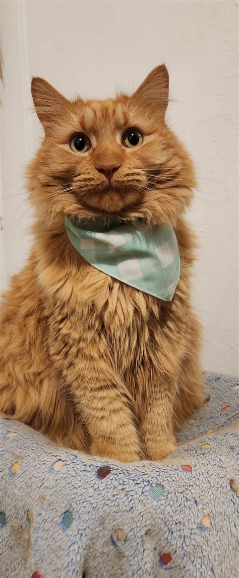 Ginger Looking Extremely Cute In Her New Bandana 😺 R Cats