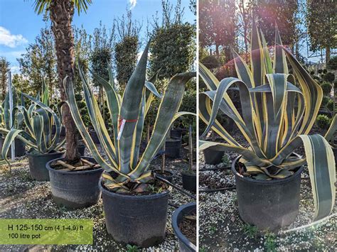 Century Plant Agave Attenuata