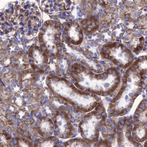 Starter β Tubulin Recombinant Rabbit Mab Sdt 312 113 优宁维 Univ 商城