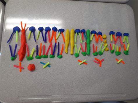 Fluid Mosaic Model 2d