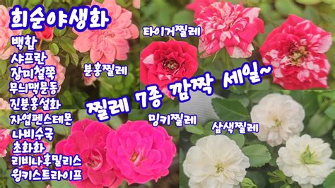 희순야생화 찔레깜짝세일백합샤프란장미철쭉무늬맥문동진분홍설화자엽펜스테몬나비수국초화화리비나후밀리스황화코스모스얌스토케시아독일국화윙키스트라이프추명국