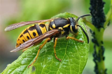 Gemeine Wespe Foto And Bild Makro Natur Macro Bilder Auf Fotocommunity