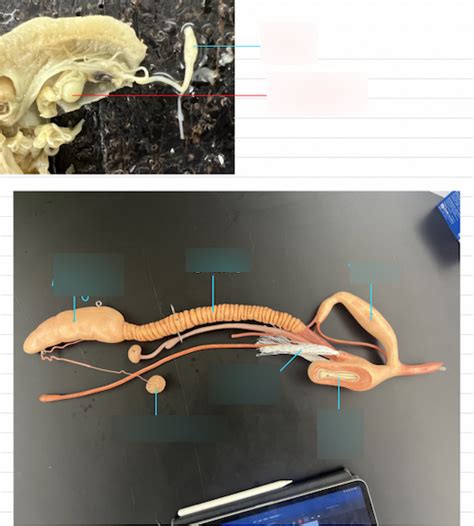 Labels Dissection Mollusca Diagram Quizlet