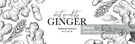 Ginger Root Vector Label Root Ginger Piece Powder And Flower Vector Drawing Engraved Style