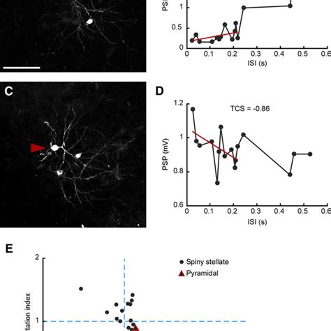 Diverse Stp Within Recovered Neurons A C Two Examples Of Spiny