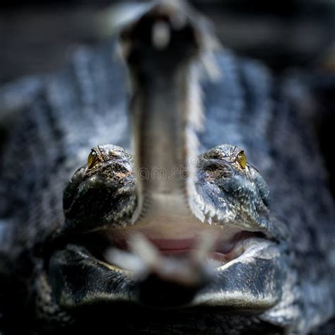 Gavial Stock Image Image Of Jaws Gharial Reptile Wildlife 5154483
