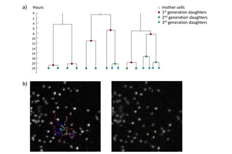 Cell Lineage Tracking Of Mcf10a Cells A Topology Of Lineages From 3 Download Scientific