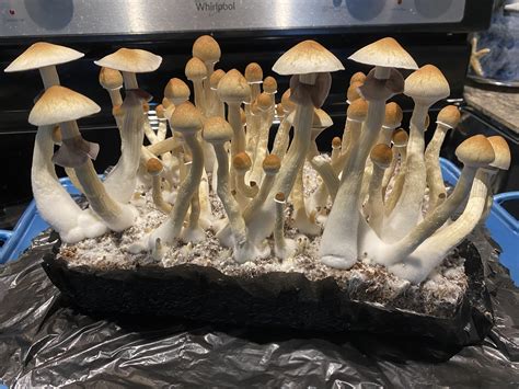 576 Best R Shroomery Images On Pholder Enigma