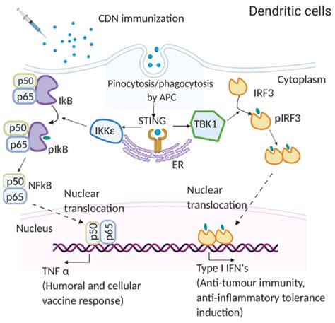The Mode Of Action Of Cyclic Dinucleotides Cdns In Dendritic Cells