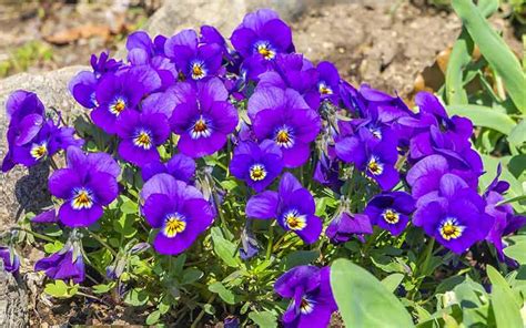 A Complete Guide To The Violet Color With Hex Codes