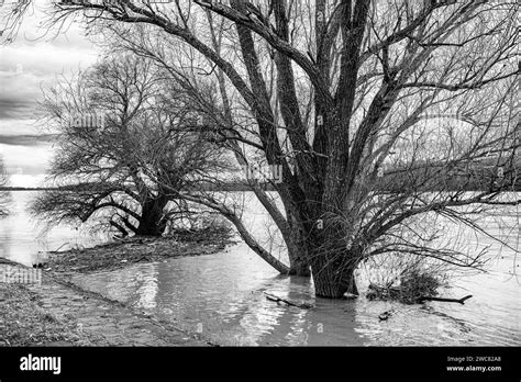 Plastic Waste Solid Waste Wood Chips In The River Canal Along The