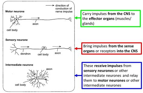 Motor Neuron Structure