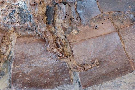 Image Gallery Fossilized Turtles Caught In The Act Live Science