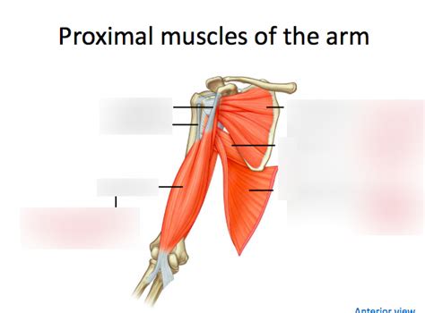 Diagram Of Ul1 Proximal Muscles Of The Arm Quizlet