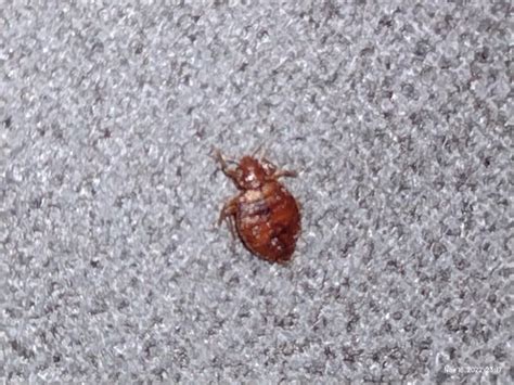 Roach Or Bed Bug Rbedbugs
