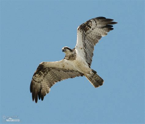 Osprey Photos Osprey Images Nature Wildlife Pictures Naturephoto