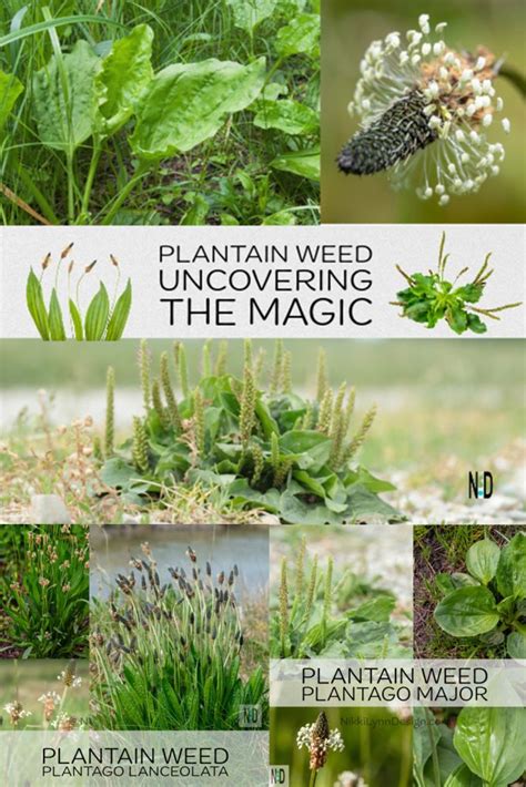 Uncovering The Magic Of Plantain Weed A Backyard Treasure Nikki Lynn