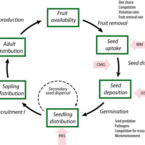 Seed Dispersal Loop Depicting The Patterns Boxes And Processes