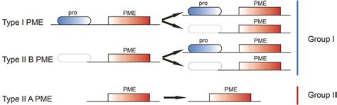 The Evolutionary Pattern Of Pectin Methylesterase Pme Genes In The