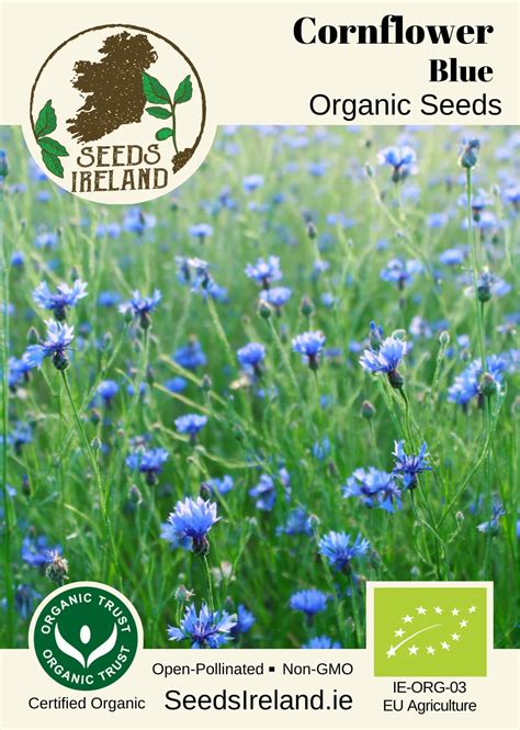 Organic Blue Cornflower Seeds Ireland Centaurea Cyanus Flower Seed