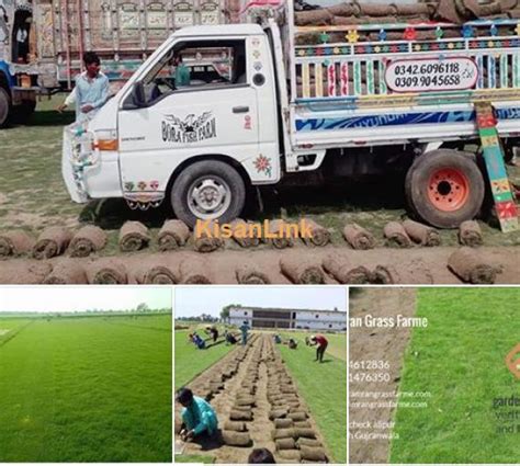 Fine Dhaka Grass Kisanlink