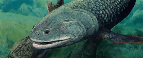 Bizarre Prehistoric Predator Fish Breathed Air Had Fangs And Four