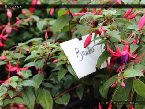 Brutus FuchsiaFinder