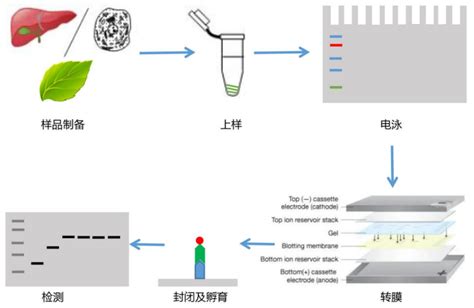 蛋白质免疫印迹western Blot 企业动态 丁香通