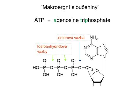 Ppt Lékařská Chemie Nukleové Kyseliny Powerpoint Presentation Free Download Id9069493