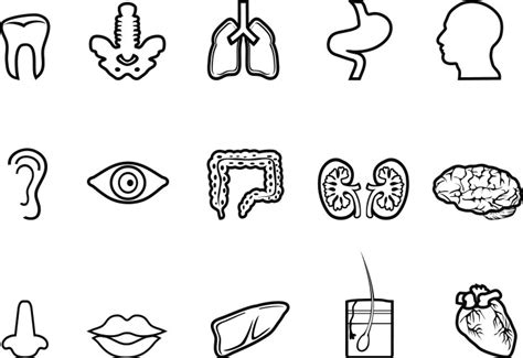 Human Body Parts Outline Vector Images Over 5 800