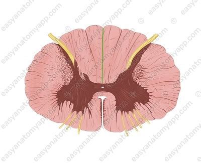 Spinal Cord Anatomy And Function Easy Anatomy 3d