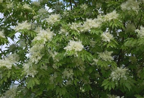 12 Types Of Ash Trees And How To Identify Varieties Do You Have