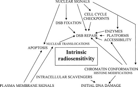 Intrinsic Radiation Sensitivity Cellular Signaling Is The Key