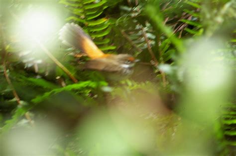 Taxonomy Fantails Rhipiduridae