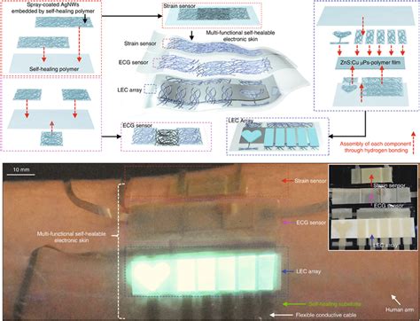 Multi‐functional Self‐healable Electronic Skin Consisting Of A Download Scientific Diagram