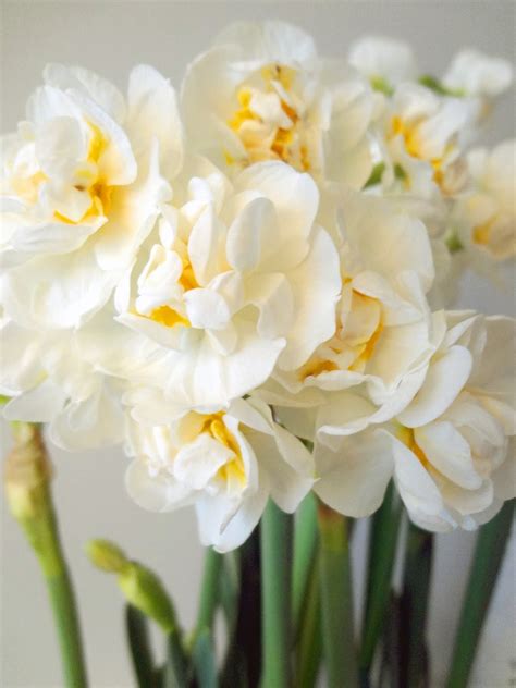 Bara Det Ljuvligaste Påsk Blommor