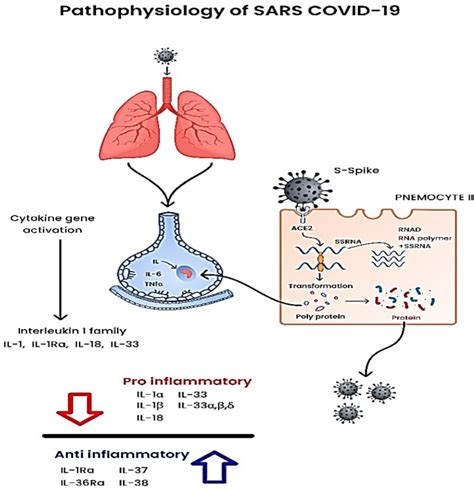 蛋白激酶抑制剂作为癌症和新冠病毒有效药物靶点的作用和机制archives Of Microbiology X Mol
