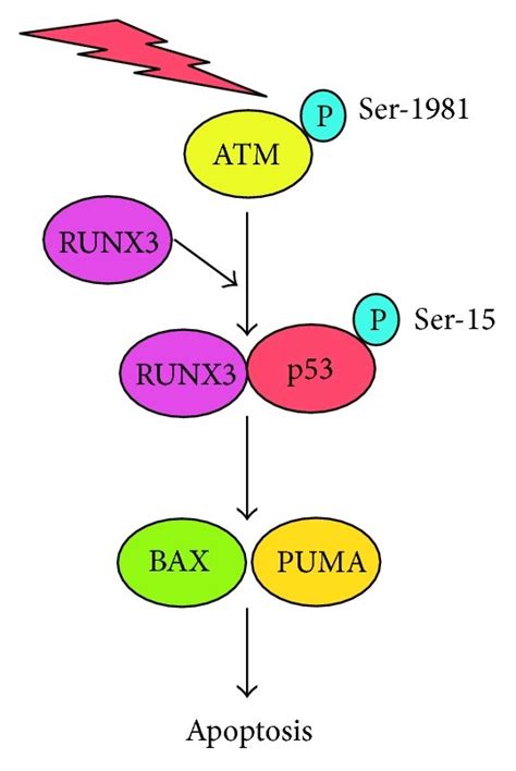 Distinct Regulatory Role Of RUNX Family On P53 In Response To DNA Download Scientific Diagram