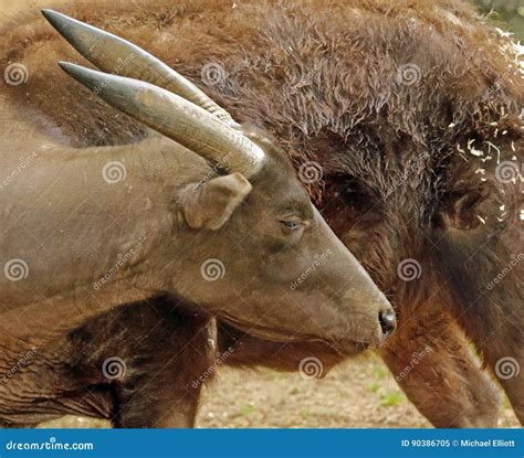 Lowland Anoa Stock Image Image Of Buffaloes Markings 90386705