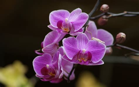 🔥 40 Pink Orchid Wallpapers Wallpapersafari