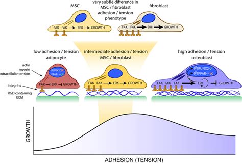 Correlation Between Stem Cell Adhesion And Growth Low Adhesion