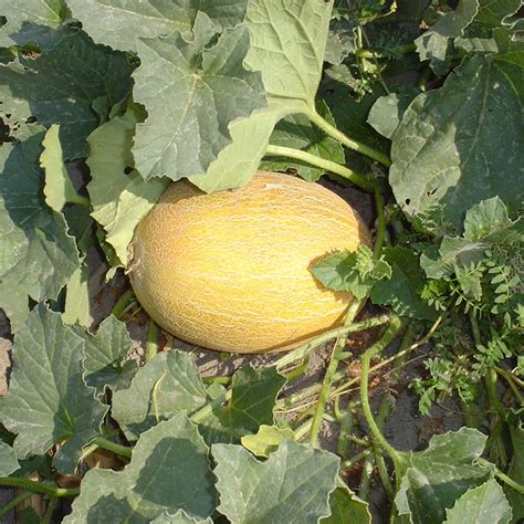 Tommy Apple Melon Seeds Baker Creek Seeds
