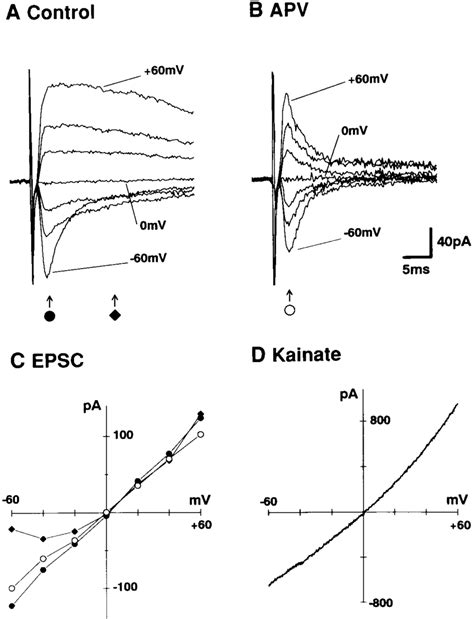 Excitatory Postsynaptic Currents Epscs Recorded In A Type I Neuron