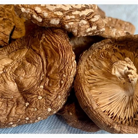 Мухомор Пантерний продам, купити мухомор Пантерний — Agro-Ukraine