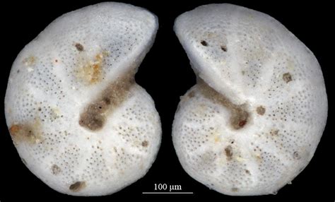 Melonis Affinis Norwegian Trench Norway Recent Holocene Quaternary Foraminifera