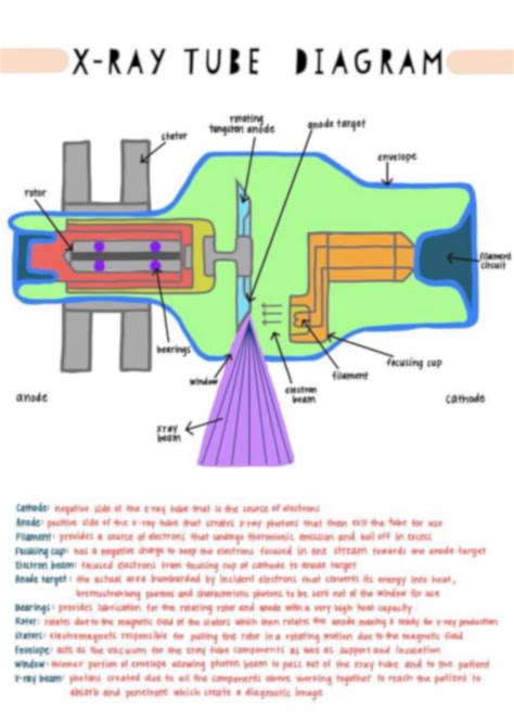 Rad Tech Registry Review BUNDLE Digital Download PDF Etsy