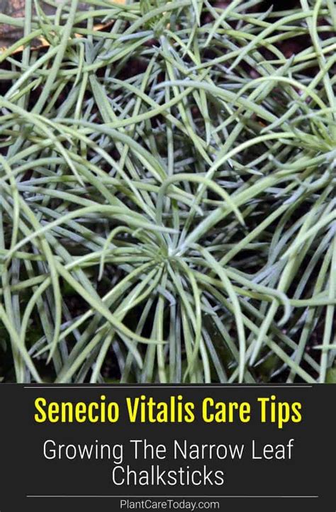 Senecio Vitalis Care Tips Growing Narrow Leaf Chalksticks Succulents